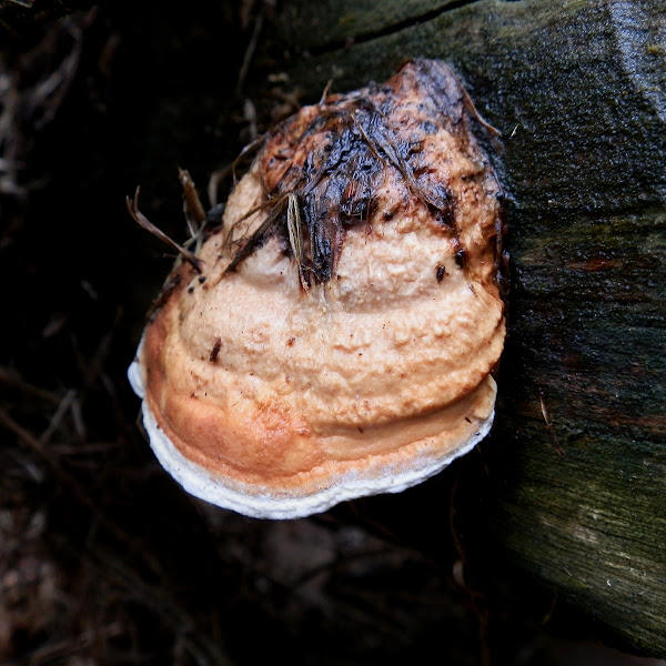 Fomes Bracket Fungus | Project Noah