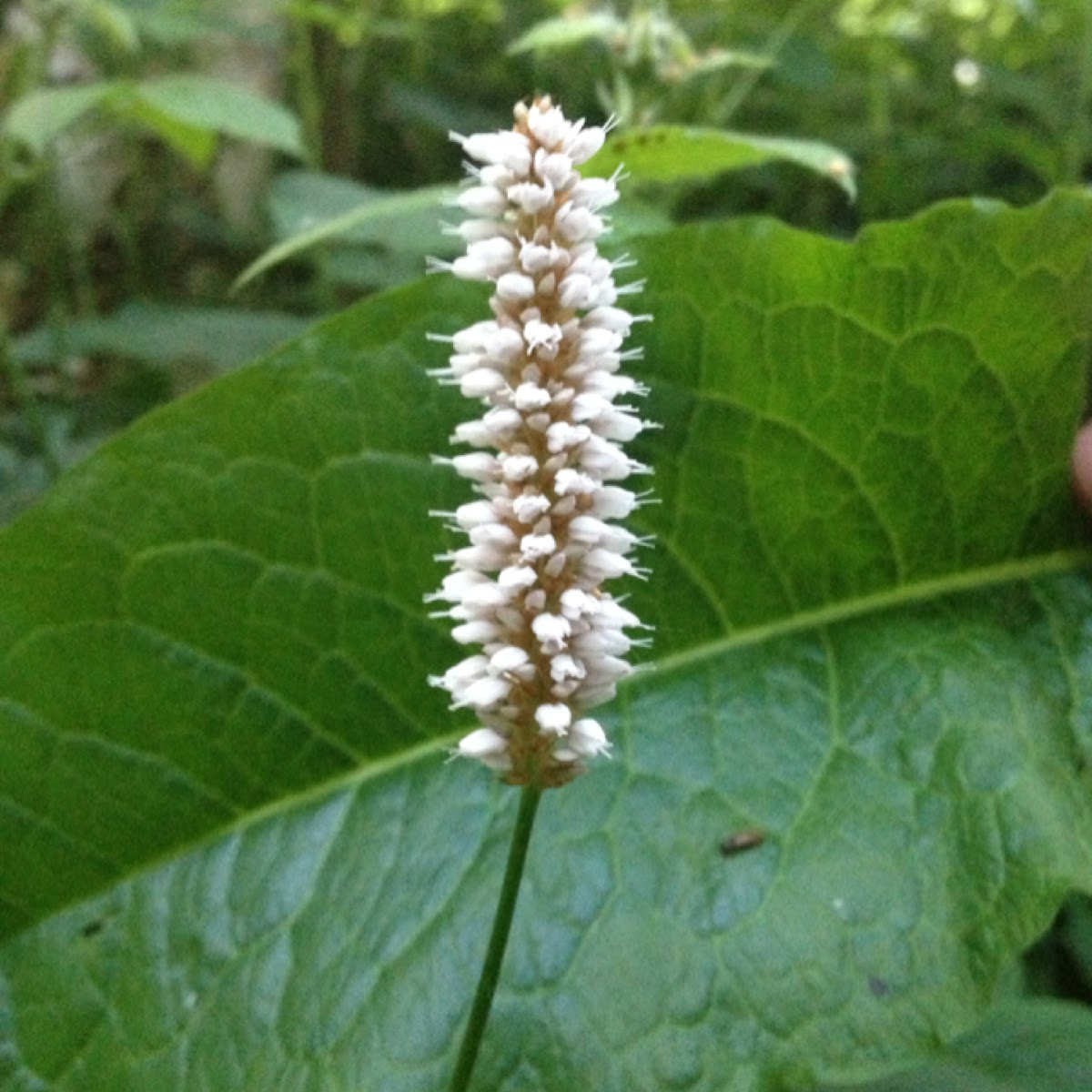 Polygonum sp.? | Project Noah