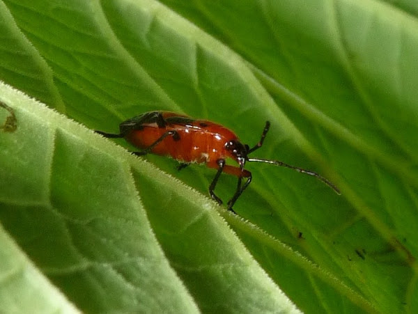 Hemipteran nymph | Project Noah