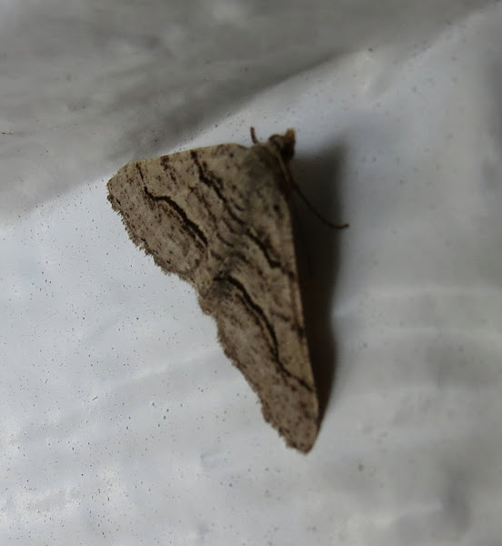 Curve-lined angle moth | Project Noah