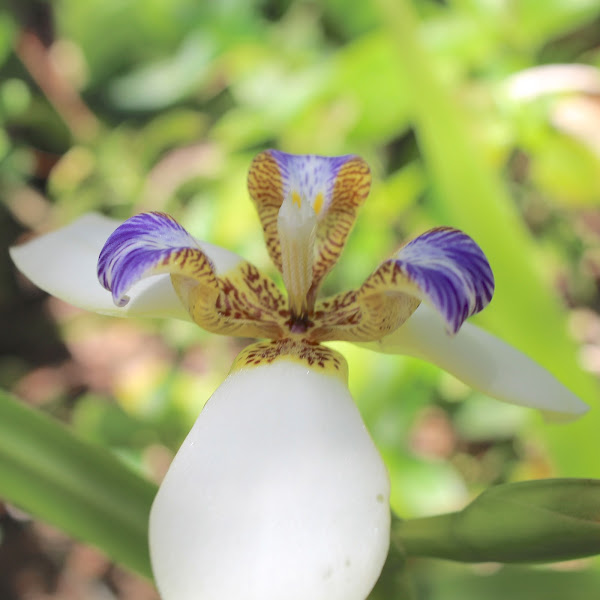 Apostle Iris | Project Noah