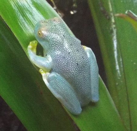 Grainy cochran frog | Project Noah