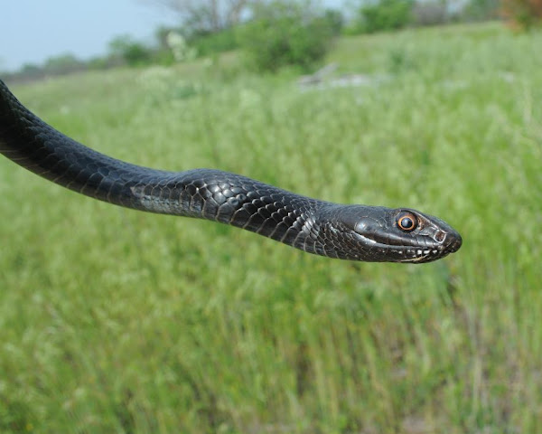 Eastern coachwhip | Project Noah