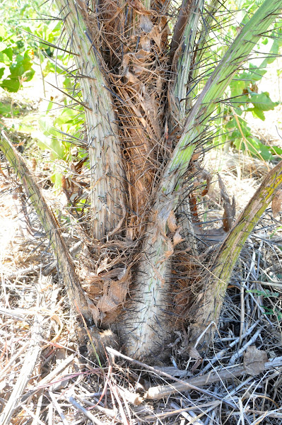 Pejibaye or Peach Palm | Project Noah