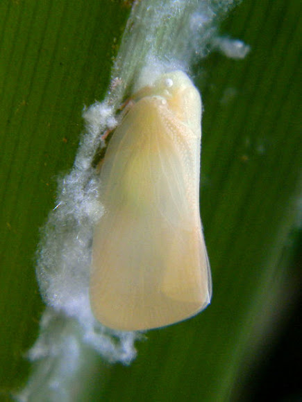 Flatid planthopper | Project Noah