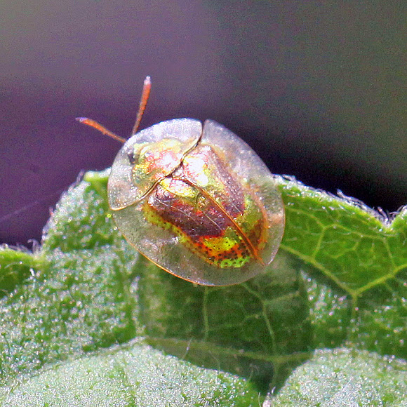 Tortoise Shell Beetle | Project Noah