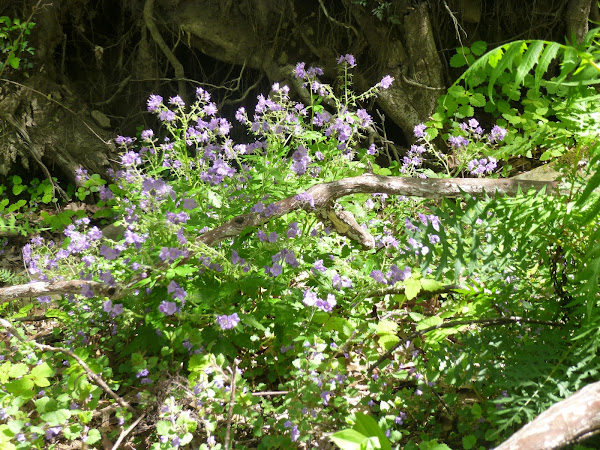 Fernleaf Phacelia | Project Noah