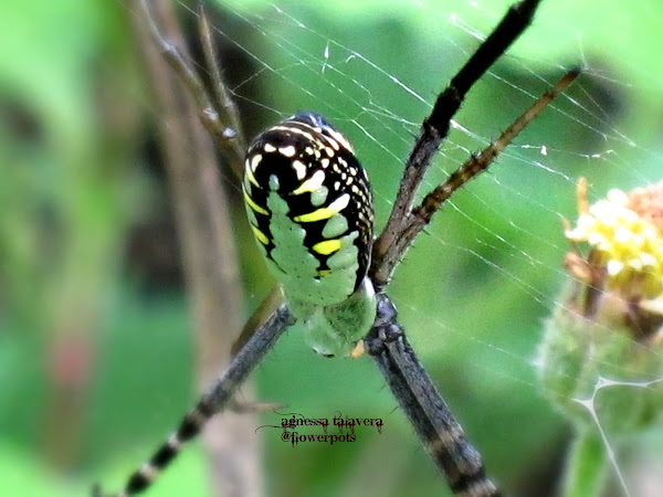 Argiope Writing Spider ♀ | Project Noah