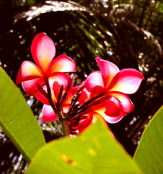 red kalachuchi | Project Noah