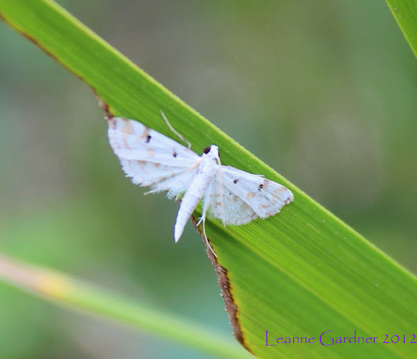 Rice Caseworm | Project Noah