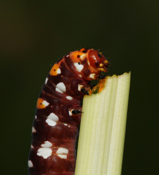 Lily Moth Caterpillar | Project Noah
