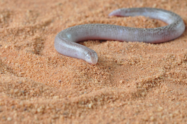 Zarudnyi’s worm lizard | Project Noah