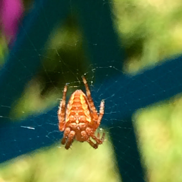 Labyrinthine orb-weaver spider | Project Noah