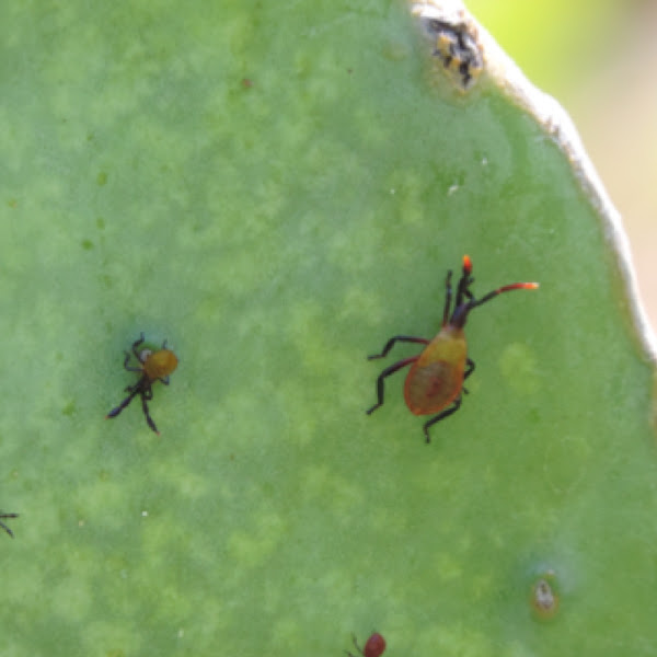 Cactus bug nymph | Project Noah