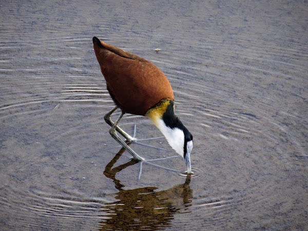 African Jacana | Project Noah
