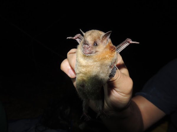 Little Yellow-Shouldered Bat | Project Noah