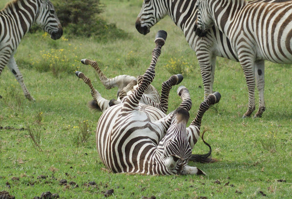 zebra | Project Noah