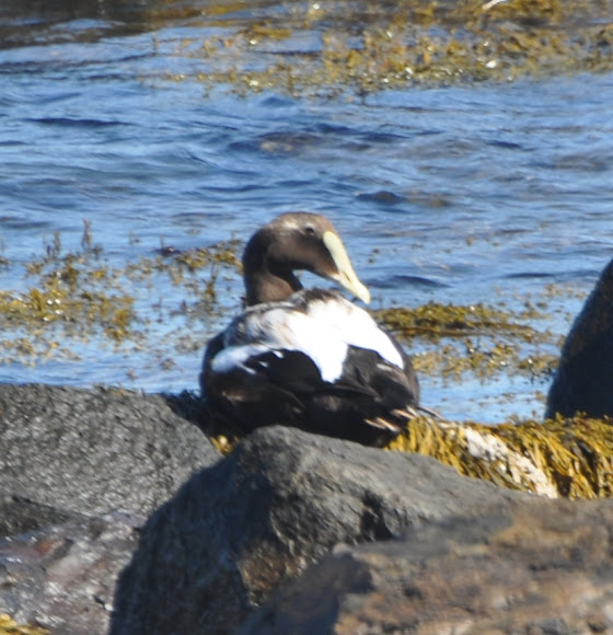Common Eider | Project Noah