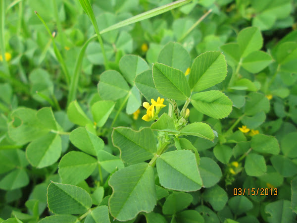 California Bur Clover | Project Noah