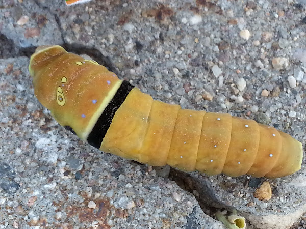 Two-tailed swallowtail (larva) | Project Noah