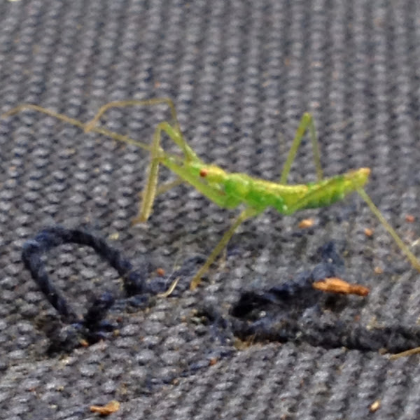 Nymph Assassin Bug | Project Noah