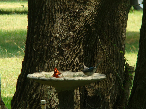 Cardinal | Project Noah