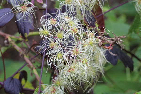 Devil's Darning Needles | Project Noah