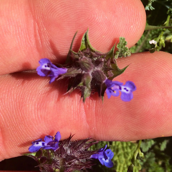 Desert Chia | Project Noah