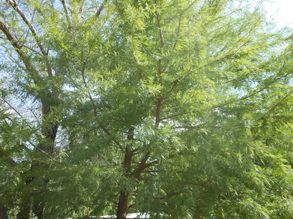 Montezuma Bald Cypress | Project Noah