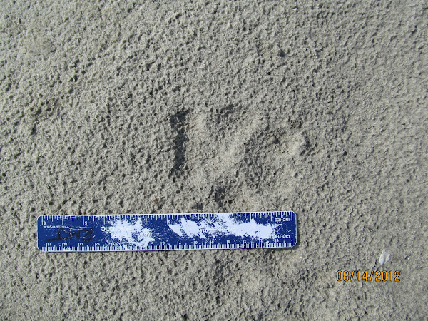 Bobcat Footprint | Project Noah