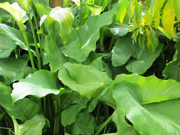 Calla Lily (Green Goddess) | Project Noah