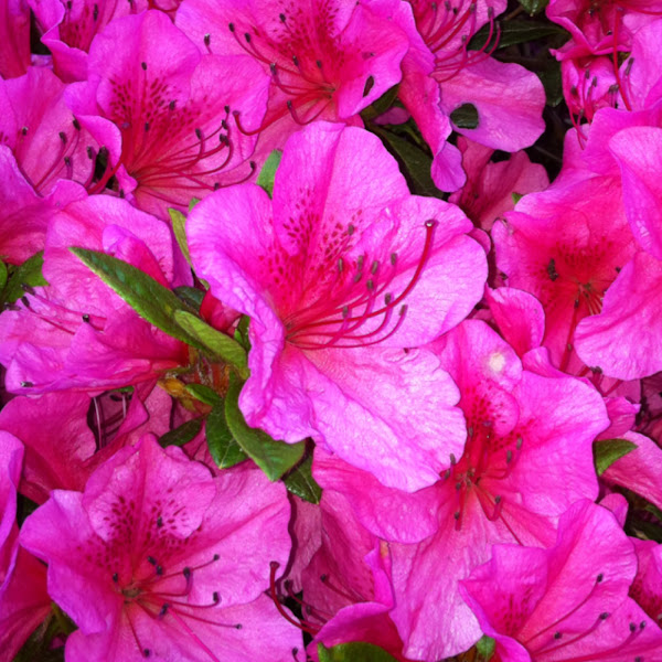 Pink Azalea | Project Noah