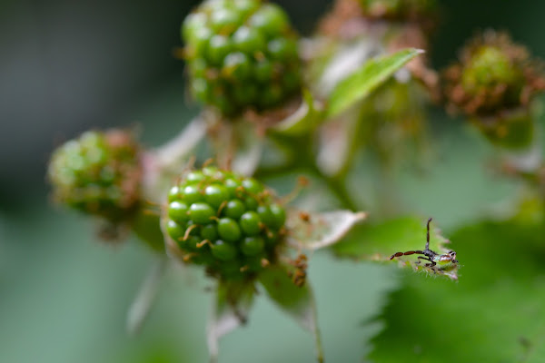 Box bug nymph, cimice del nocciolo | Project Noah