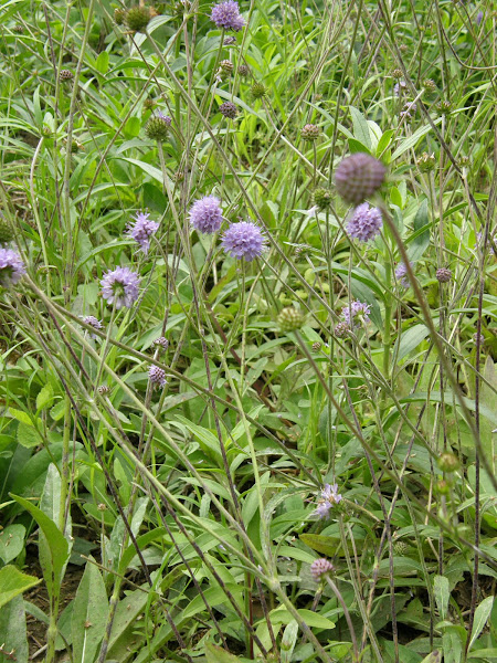 Devil's-bit Scabious | Project Noah