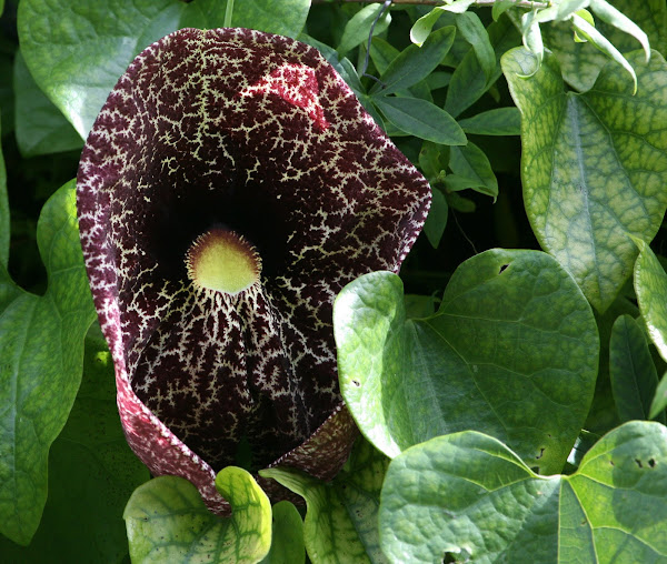 Dutchman's Pipevine | Project Noah