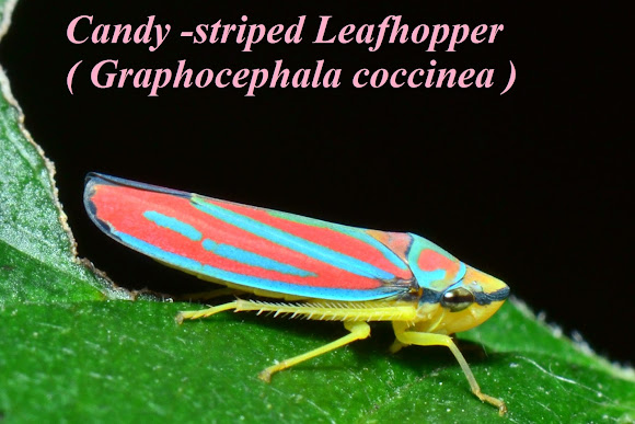Candy-striped Leafhopper | Project Noah