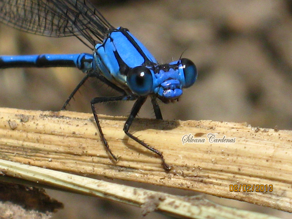 Libélula Azul. | Project Noah