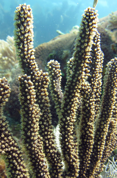 Black Sea Rod | Project Noah