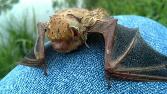 Little Brown Bat | Project Noah