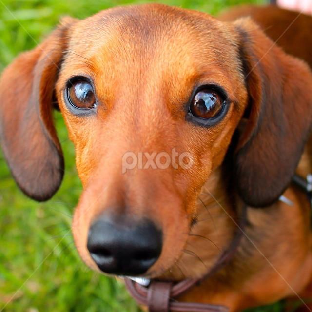 What Dogs Have Brown Eyes