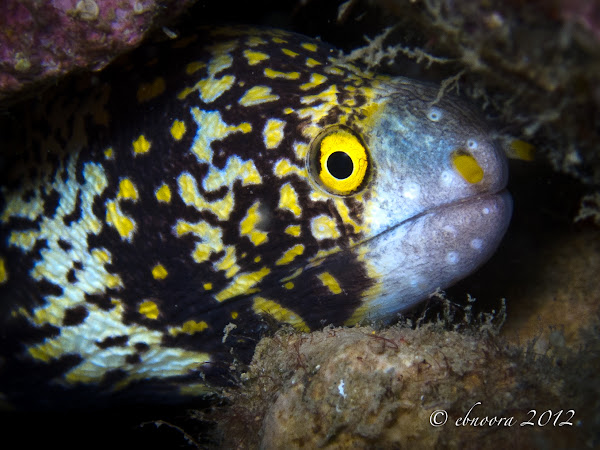 Snowflake Moray Eel, Starry Moray Eel | Project Noah