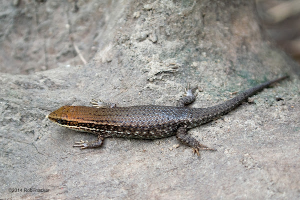 Skink | Project Noah