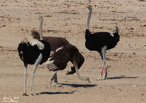 Common Ostrich | Project Noah