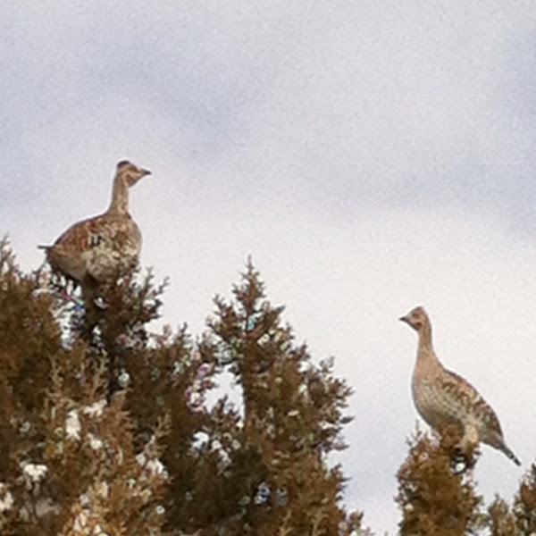 Sharp-tailed grouse | Project Noah