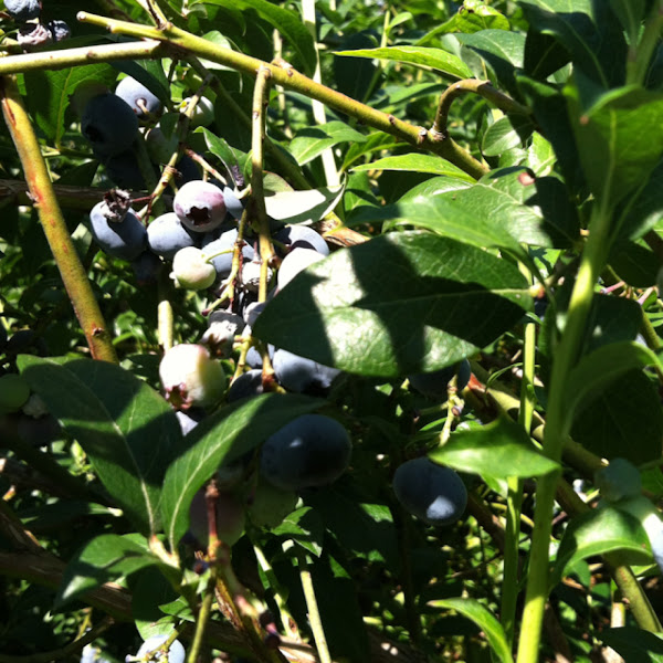 Blueberries | Project Noah