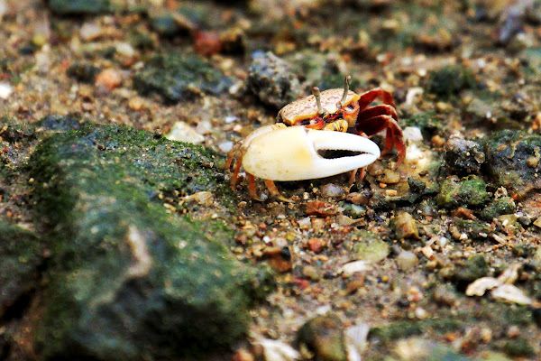 Uca lactea (清白招潮蟹) | Project Noah