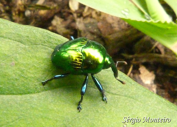 Metallic Baradine weevil | Project Noah
