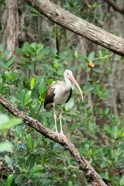 White Ibis (juvenile) | Project Noah