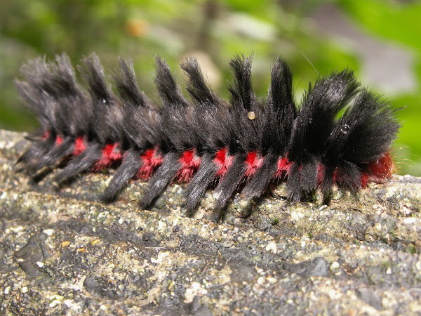 Oruga | Project Noah