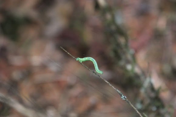 Unknown Inchworm | Project Noah